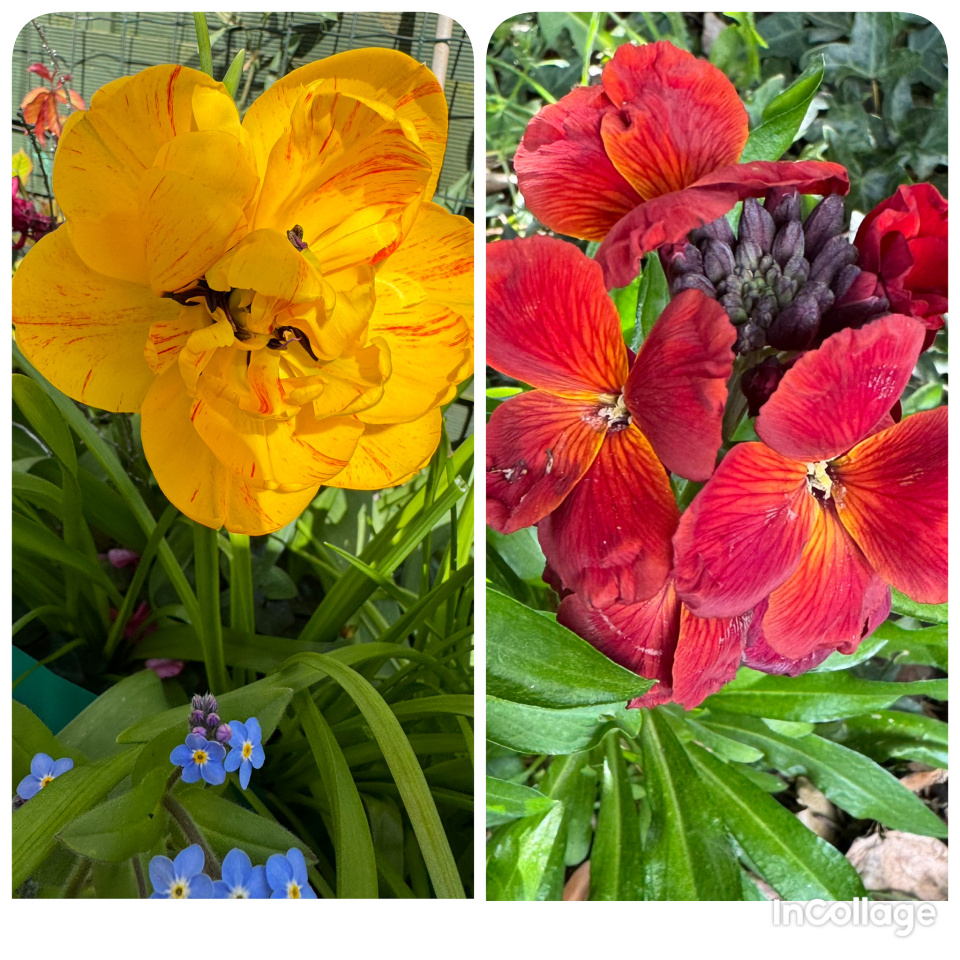 tulip and wallflower | sunflower | Blipfoto