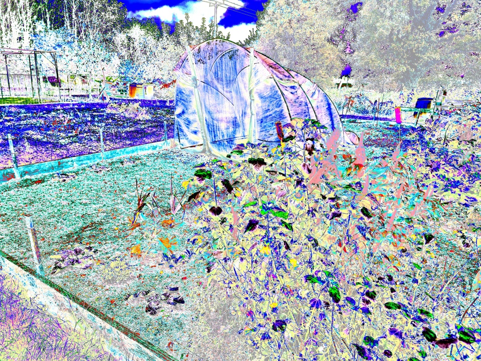 Allotment. | Cherryflapjack | Blipfoto