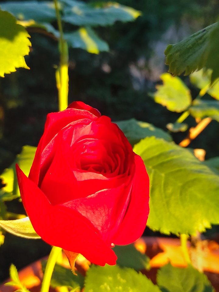 A new rose... | alocasia100 | Blipfoto
