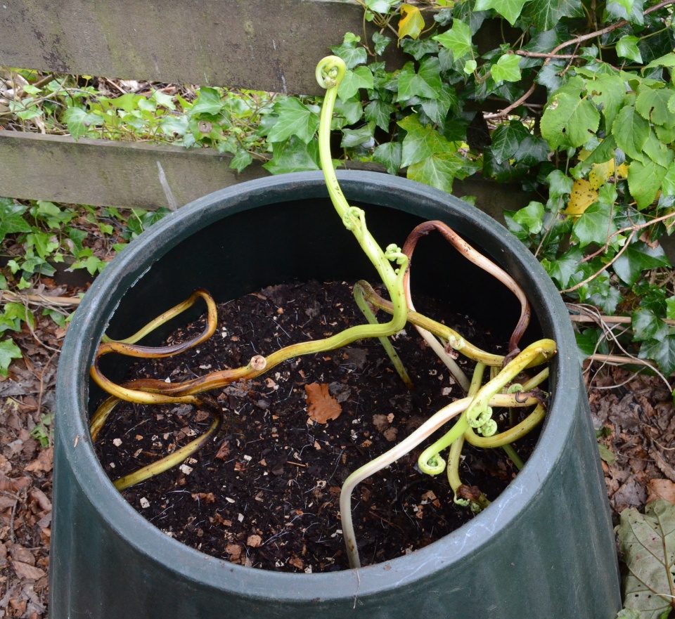 The Day of the Triffids | Maurice1948 | Blipfoto