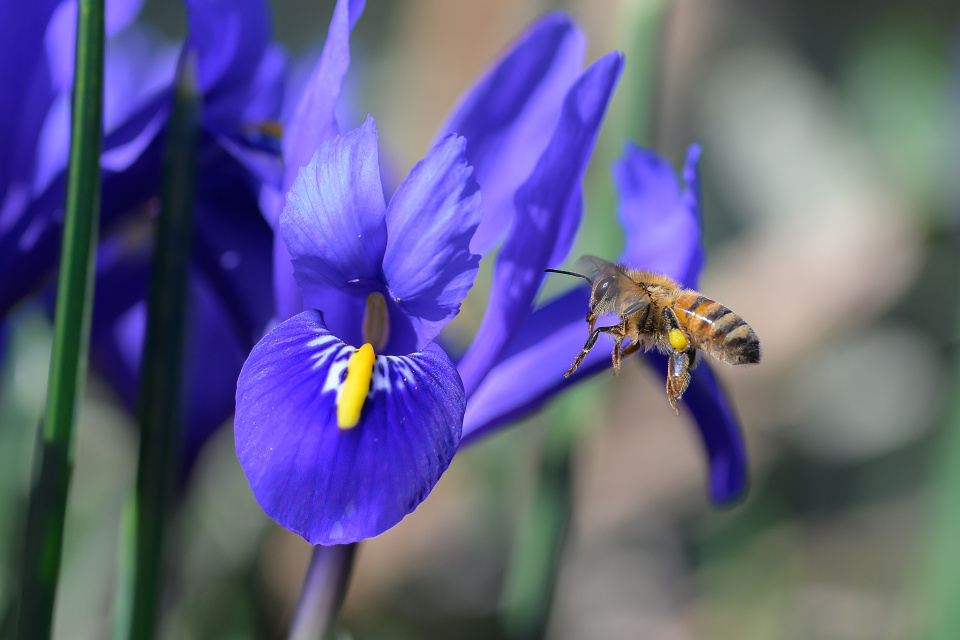 First of the Year | dbifulco | Blipfoto