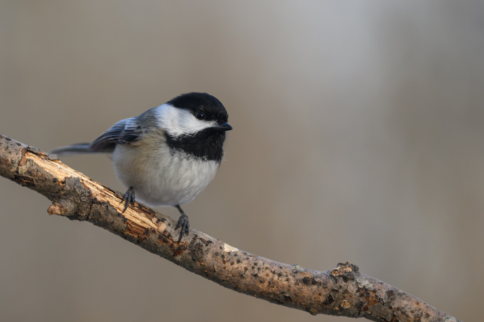 "Dee | dbifulco | Blipfoto