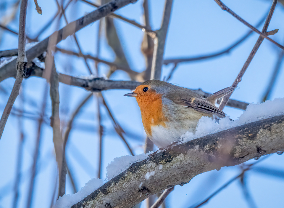 Robin in the Snow | davidc | Blipfoto