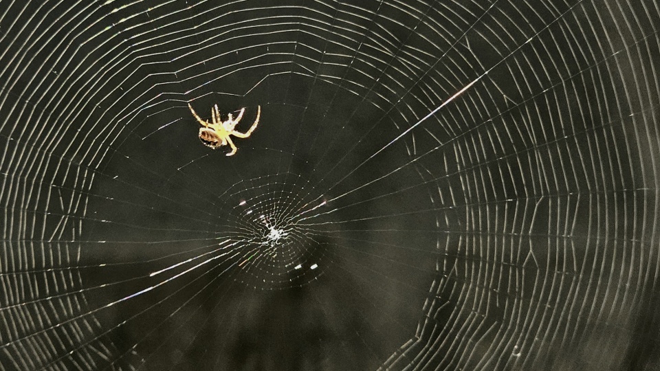 Garden Spider Web Under Construction | RonaldBerry | Blipfoto