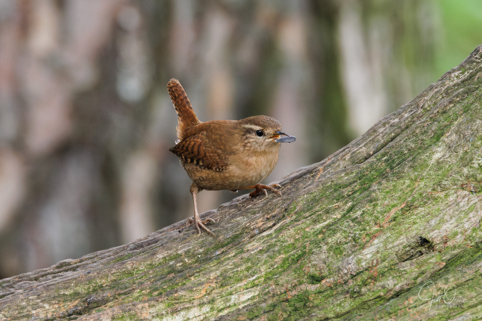 Sleight of beak | JDO | Blipfoto