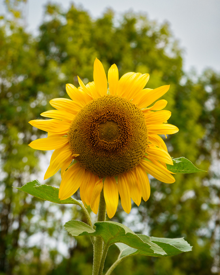 Sunflower | madwill | Blipfoto