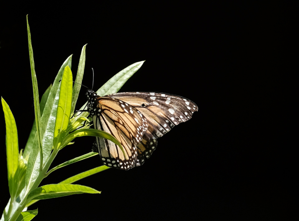 First... | Miffy | Blipfoto