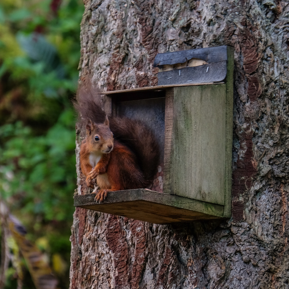 Squirrel chatter! | weeflecky | Blipfoto