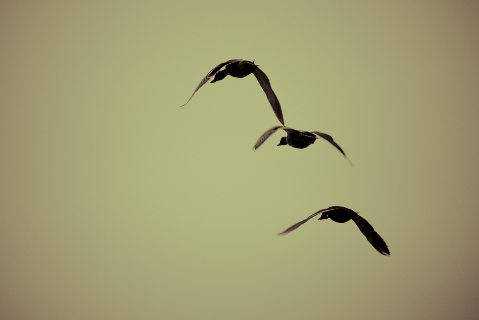 THREE FLYING DUCKS | admirer | Blipfoto