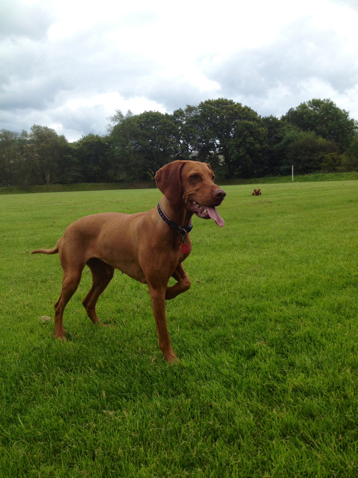 Spot dog number two | RCM97 | Blipfoto