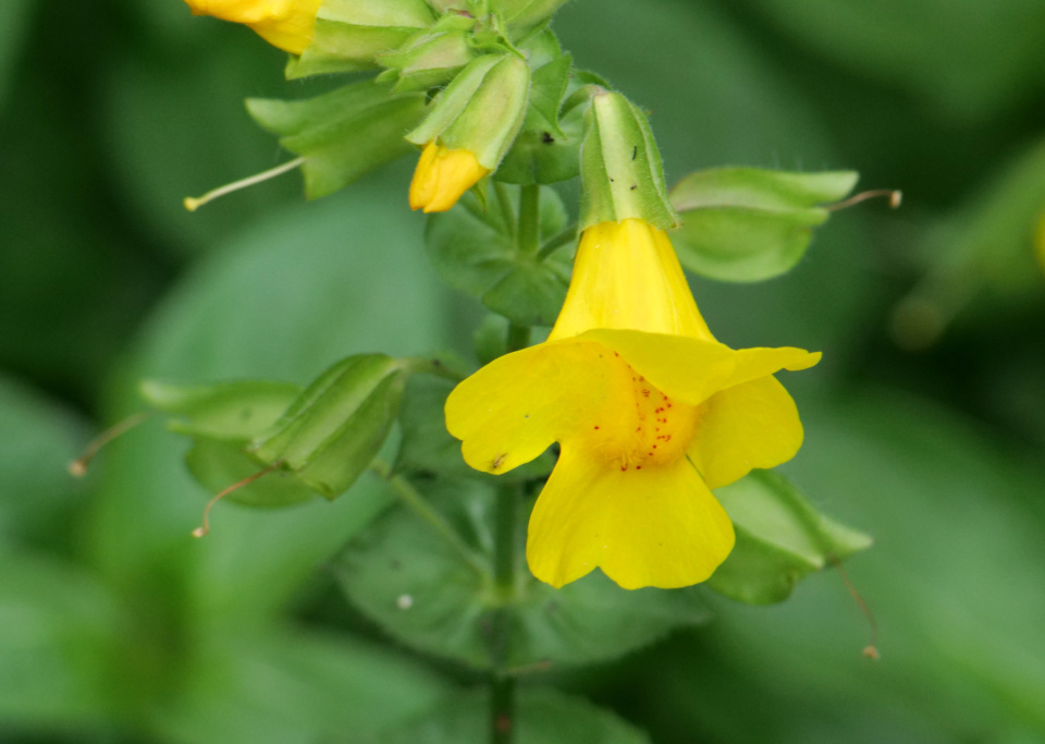 Monkey Flower | NatureWatcher | Blipfoto