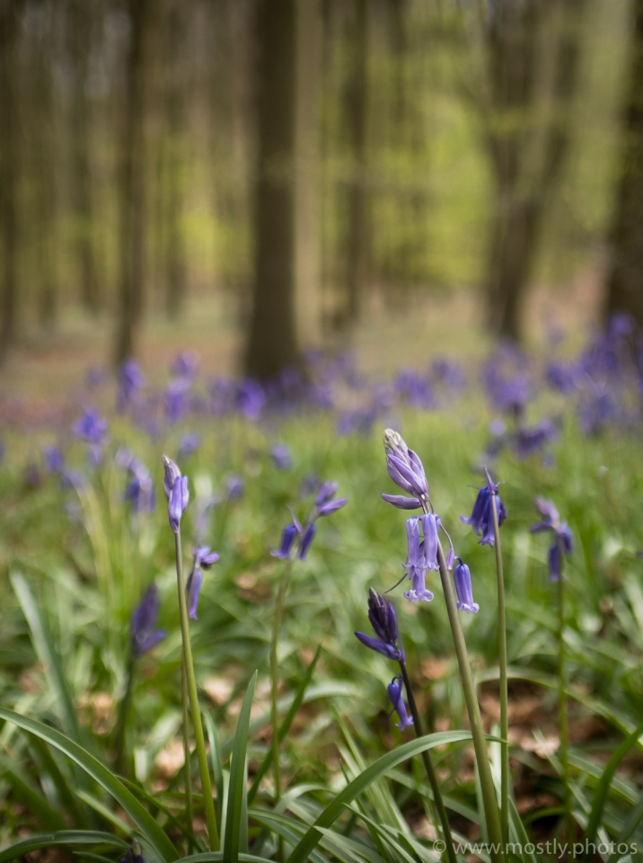 Bluebells | Pixelstate | Blipfoto