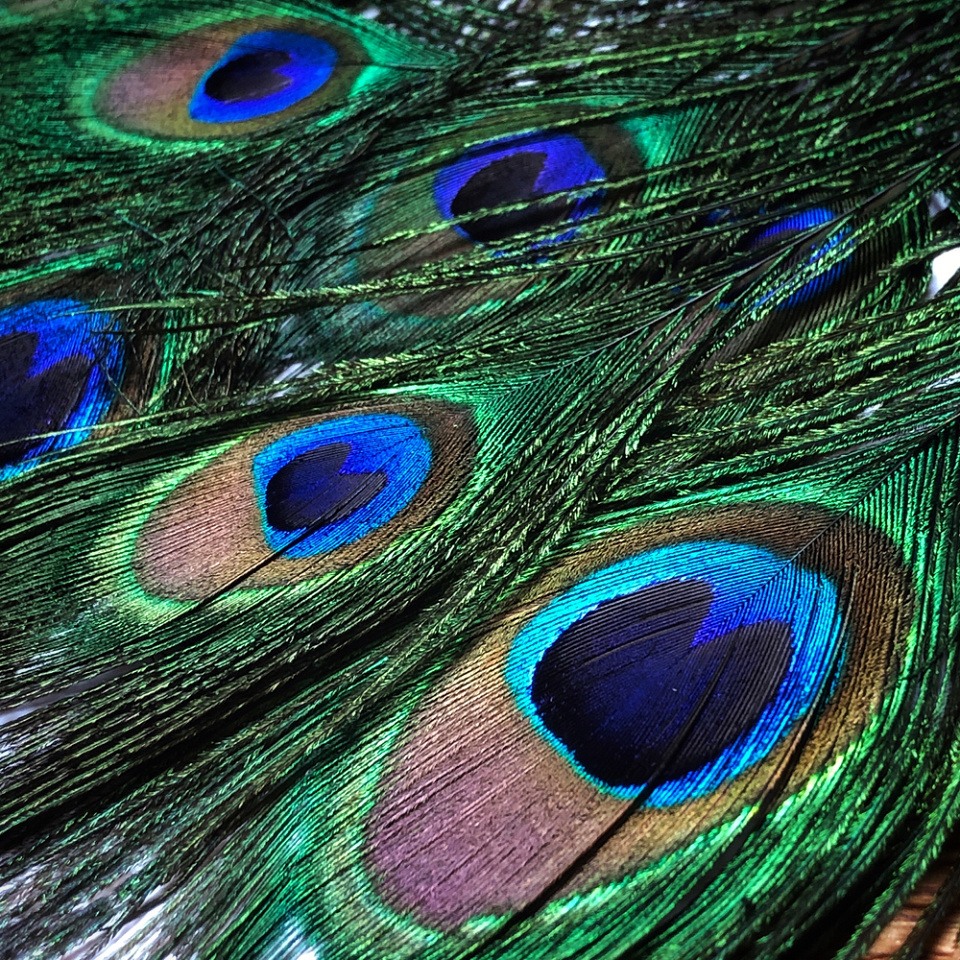 Feathers. | Cherryflapjack | Blipfoto