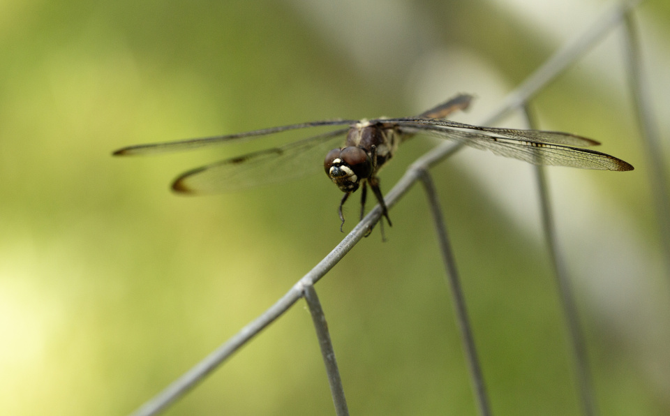Dragonfly | bugsman | Blipfoto