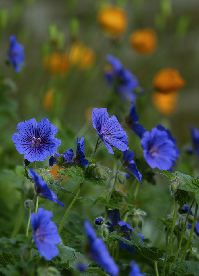 Johnson's Blue and Welsh poppies | walkingMarj | Blipfoto