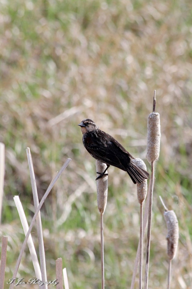 The lone bird | Axiana | Blipfoto