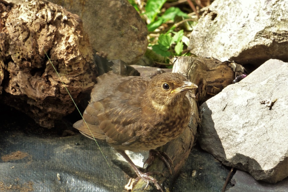 Young Thrush by the Pond | monkey | Blipfoto