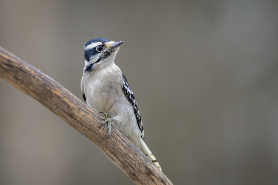 Watchful | dbifulco | Blipfoto