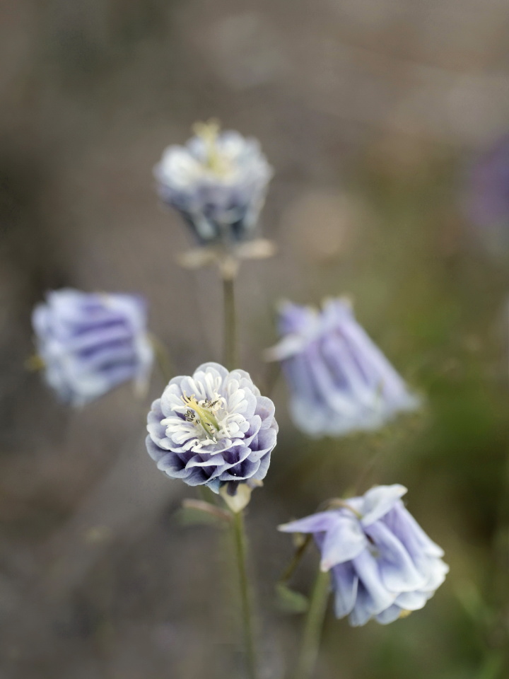 Aqualegia | rainie | Blipfoto