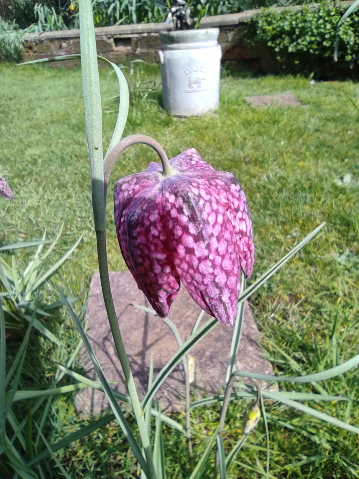 Snakes Head Frittilary. | Midlander | Blipfoto