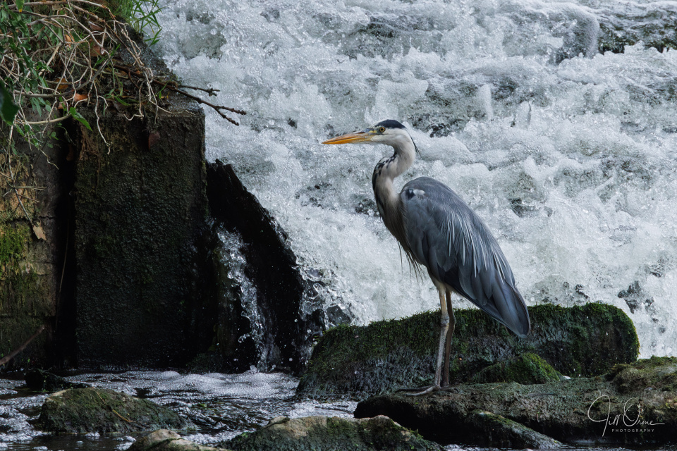 Grey | JDO | Blipfoto