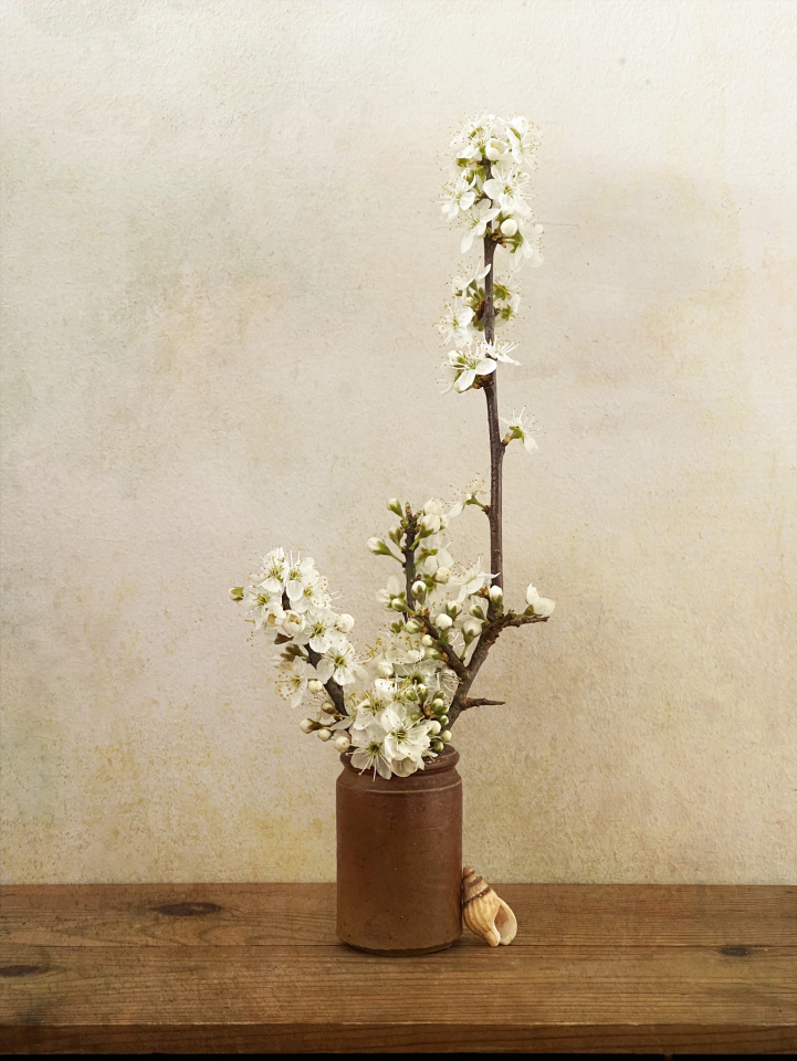 blossom | sk | Blipfoto