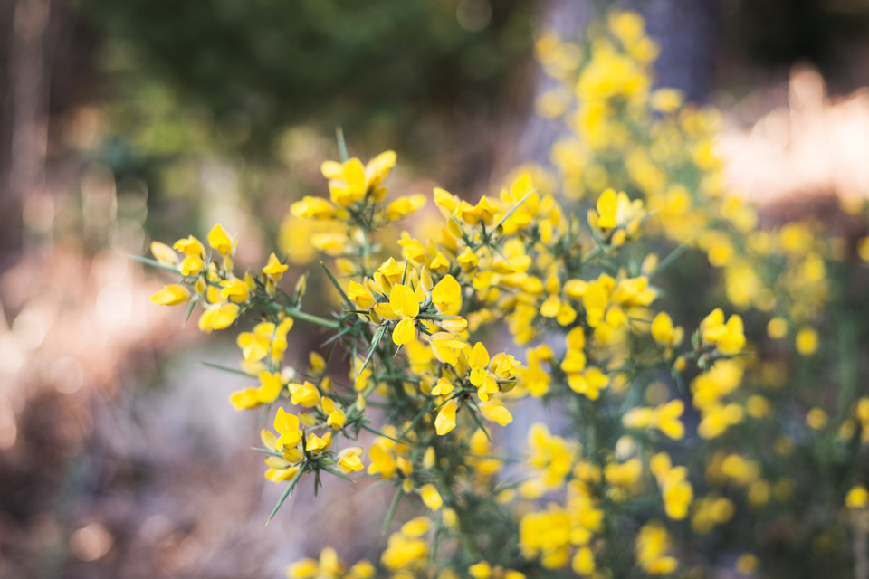 Gauze Bush | Joestockdale | Blipfoto