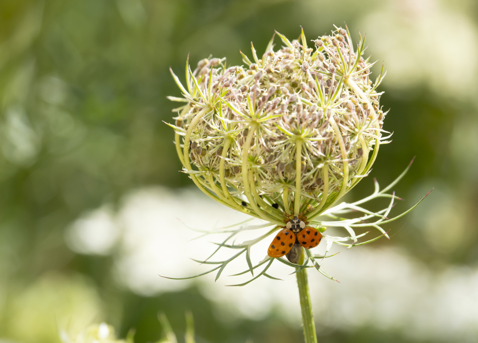 Ladybird, ladybird, fly away home.... | Aliscotia | Blipfoto