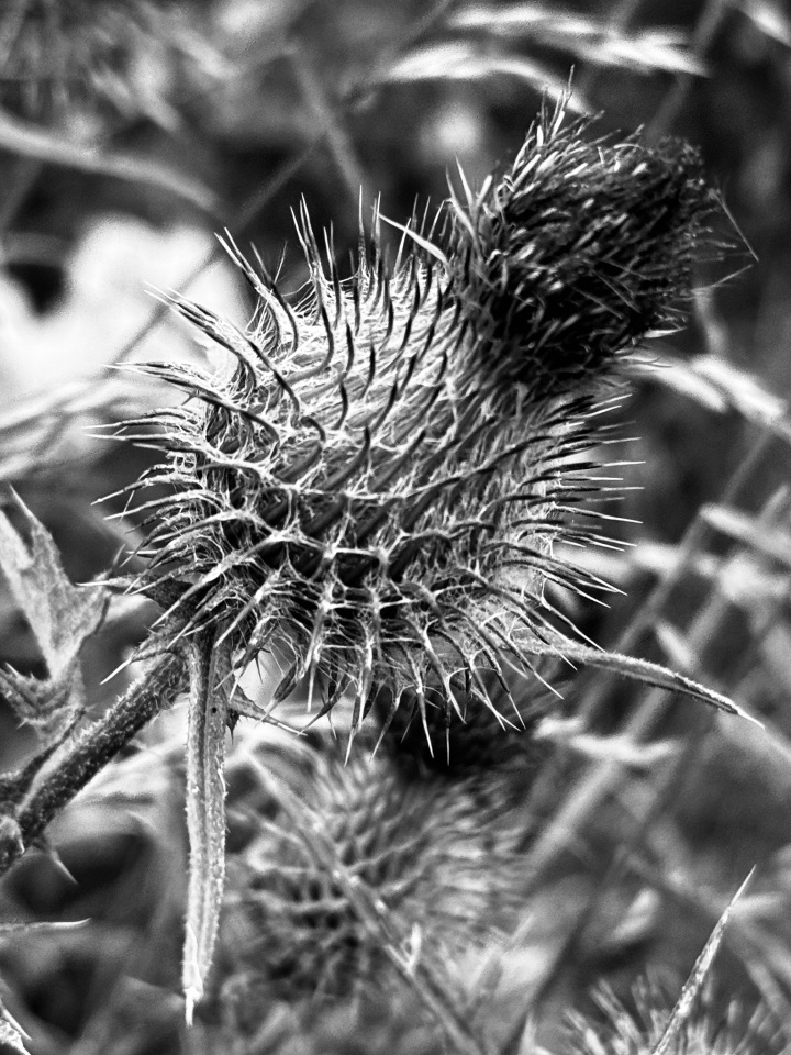Spiky | loulou164 | Blipfoto