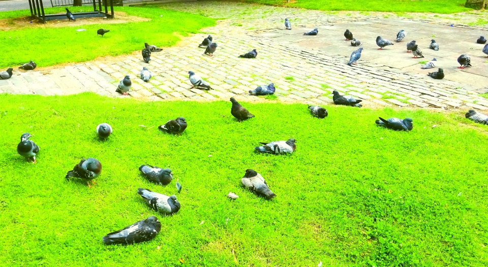 Birds sunbathing in Park | william7253 | Blipfoto