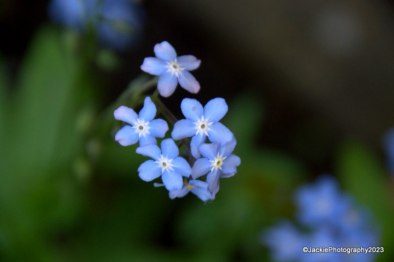 Forget me knots | ThingsBeautiful | Blipfoto