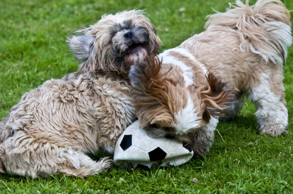 Shih Tzu fight | GrantR | Blipfoto