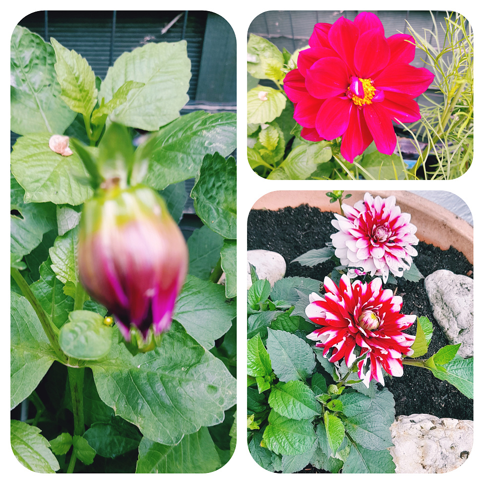 Dahlias | sunflower | Blipfoto