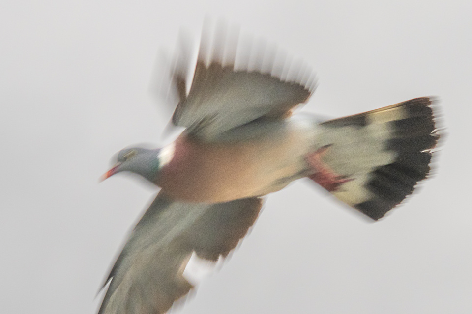 Abstract Pigeon | AH14 | Blipfoto