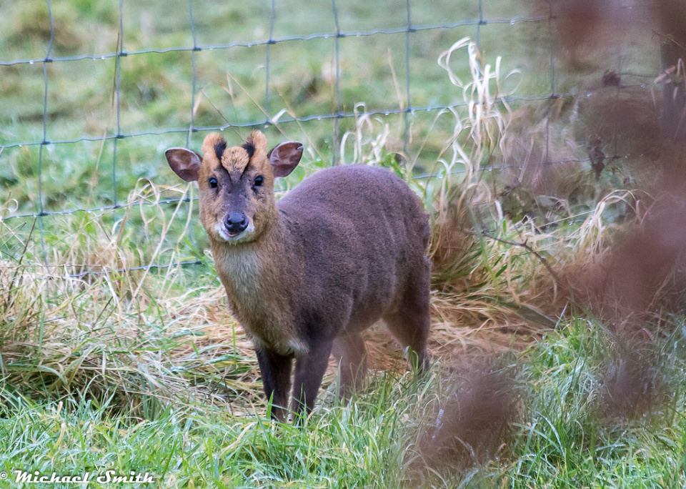 Mountjac Deer | debsdad | Blipfoto