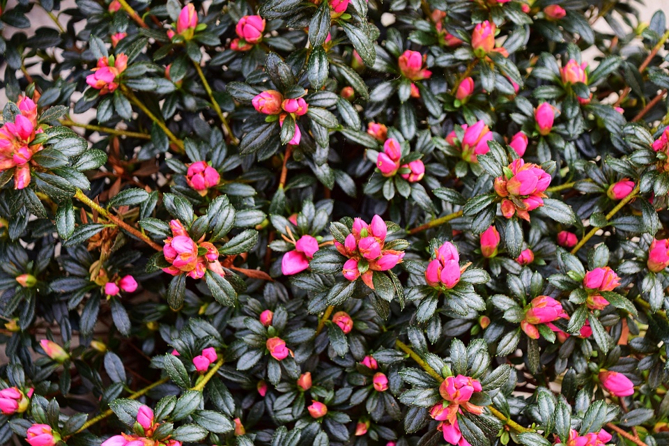 Azalea ........... | BikerBear | Blipfoto