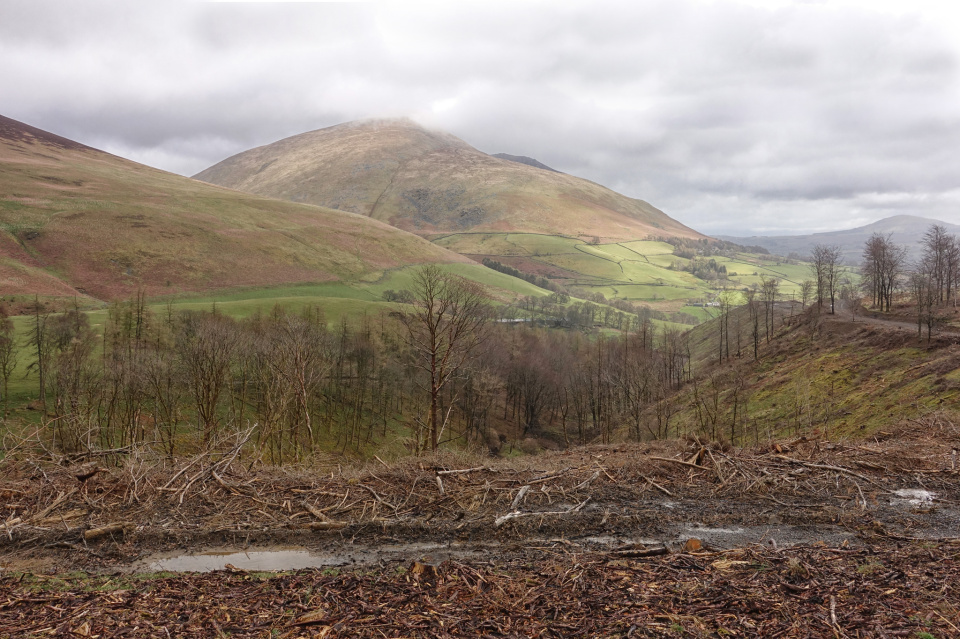 Disappearing trees | marpaul | Blipfoto