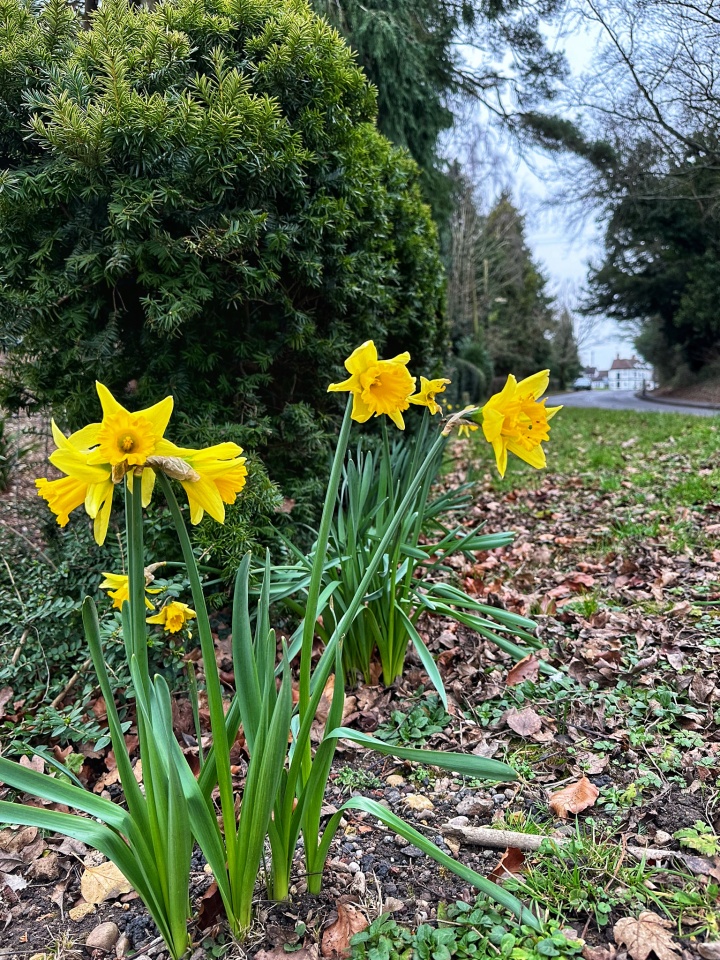 The first daffs in the village | Technophobe | Blipfoto