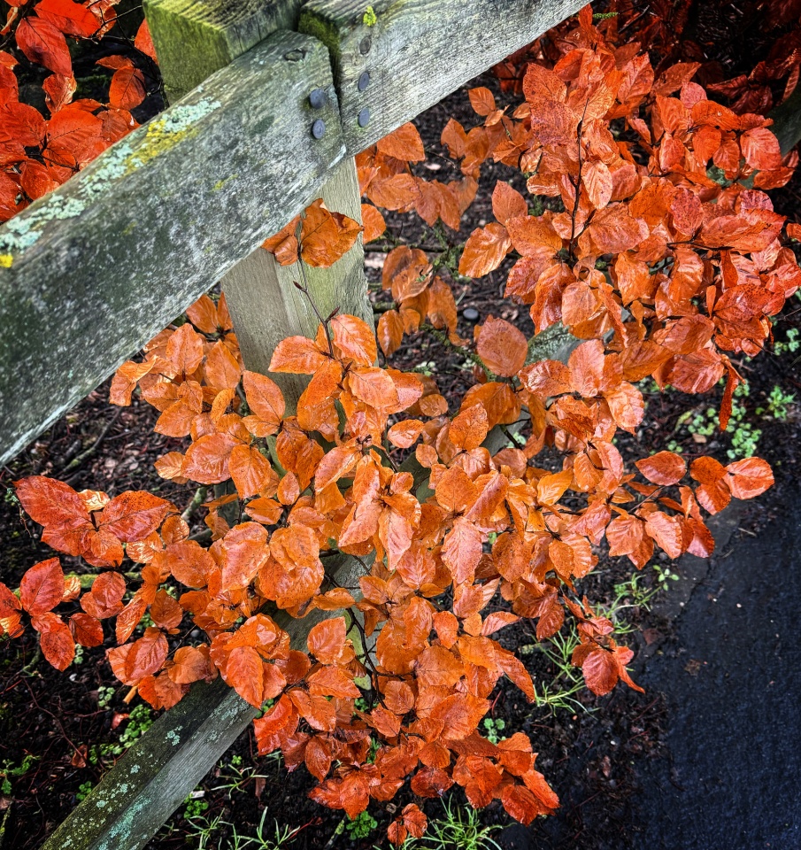 Copper | Technophobe | Blipfoto