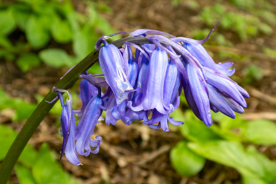 Bluebells | madwill | Blipfoto