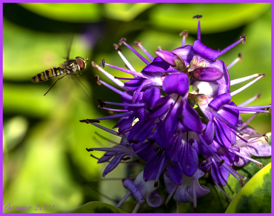 Hoverfly | deanna_pearce | Blipfoto