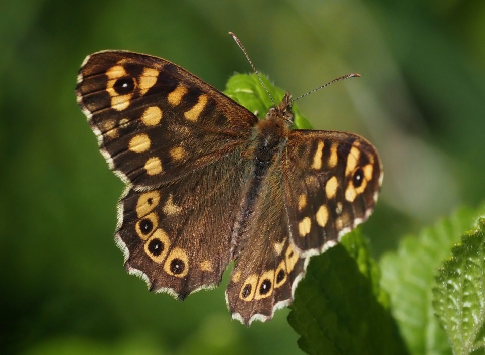 New Speckled Wood Butterfly | HilarysView | Blipfoto
