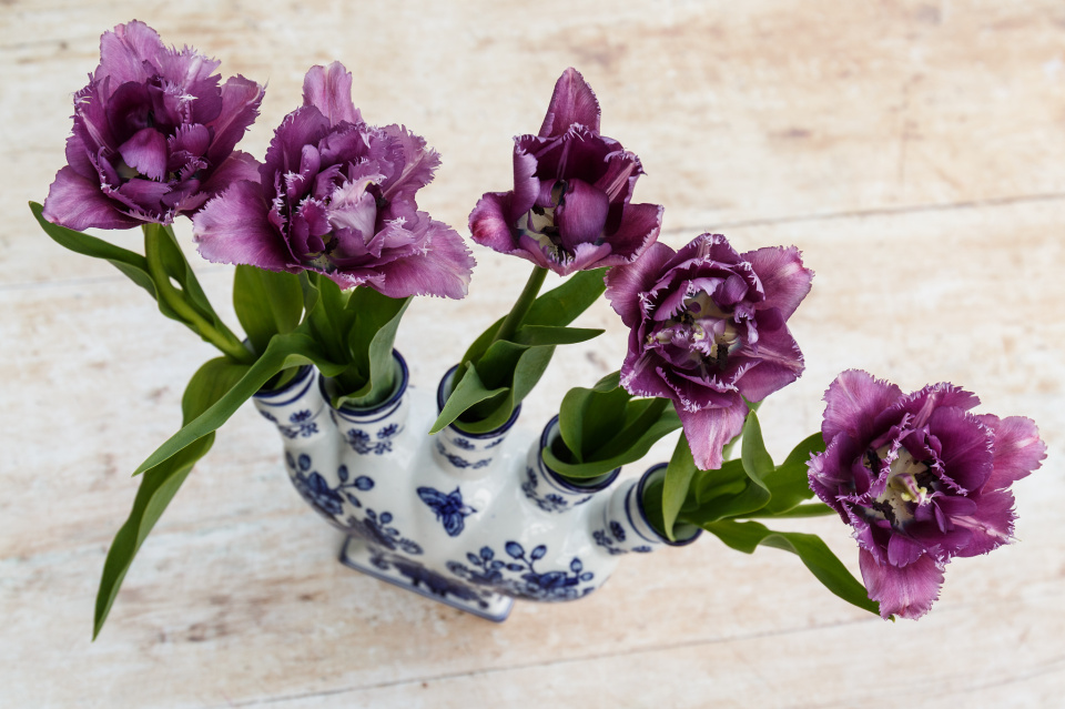 Parrot tulips | JDO | Blipfoto