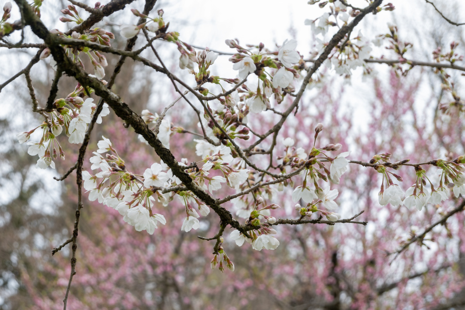 Cherry Blossom. | libeccio | Blipfoto