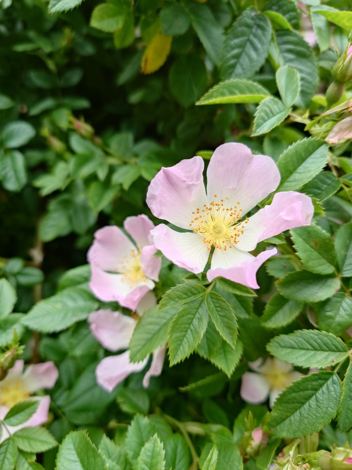 Wild roses | A9J | Blipfoto