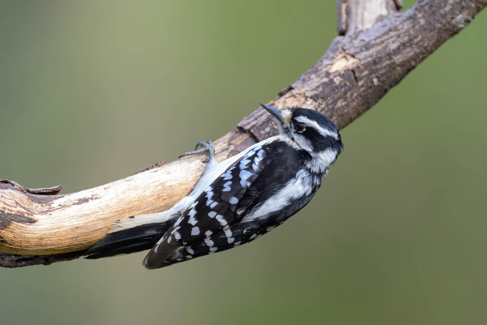 Delightfully Downy | dbifulco | Blipfoto