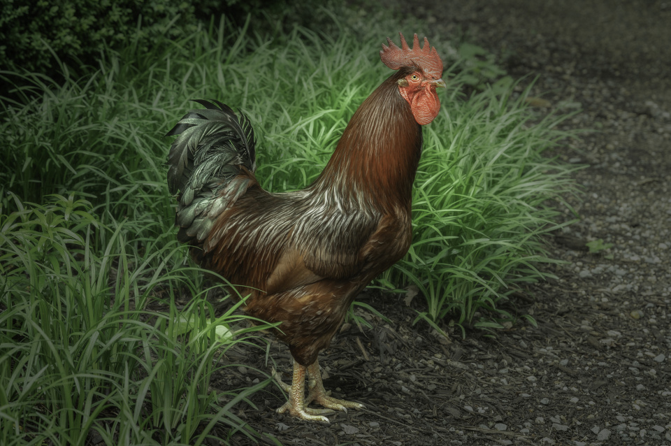 Our Rooster | Kwtracey | Blipfoto