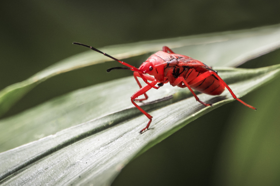 Little Red Bug..... | Freyjad | Blipfoto
