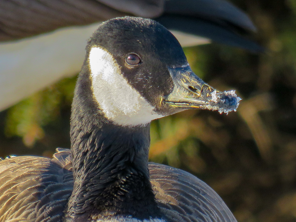 Canada goose pose | KevinV | Blipfoto