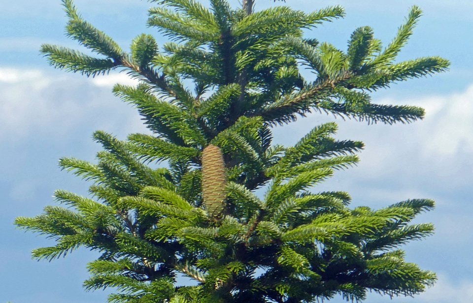 First Fir Cone | PicturePoems | Blipfoto